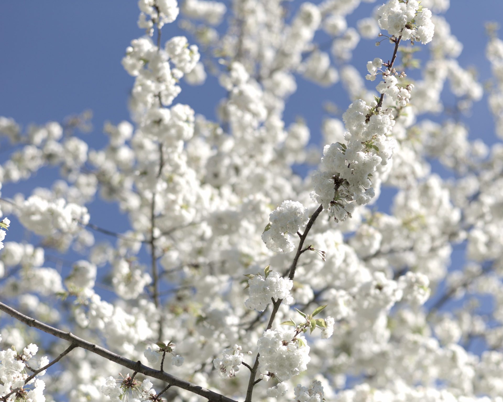 Andrea Hamilton – MONO NO AWARE – SAKURA Andrea Hamilton – MONO NO AWARE – SAKURA